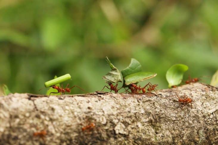 How To Keep Ants Out of Flower Beds | BeatPests