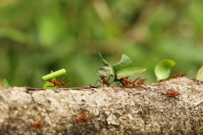 Does Permethrin Kill Stink Bugs? | BeatPests