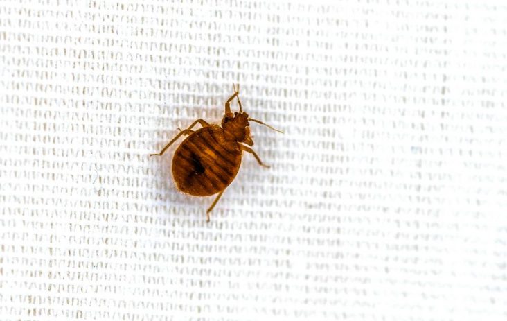 What Happens If a Human Gets Fleas? | BeatPests