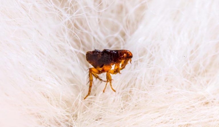 How To Know If You Have Human Fleas | BeatPests