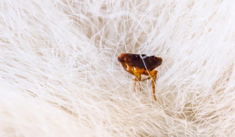 How Long Before Advantage 2 Kills Fleas? | BeatPests