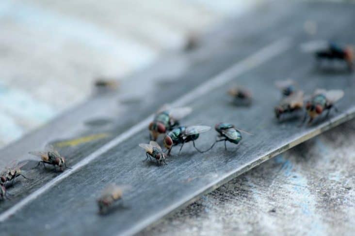 How To Keep Bull Gnats Away | BeatPests