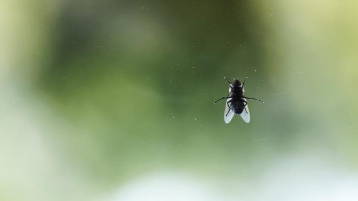 What Does a Green Fly Bite Look Like? | BeatPests