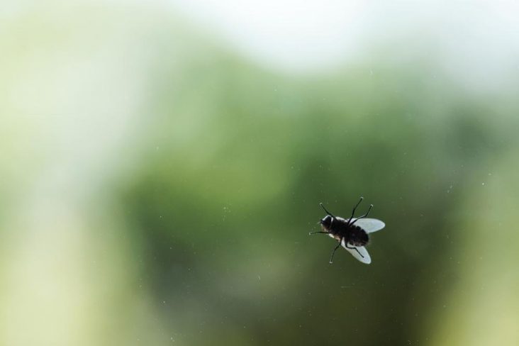 How To Catch Flies with Sugar Water | BeatPests