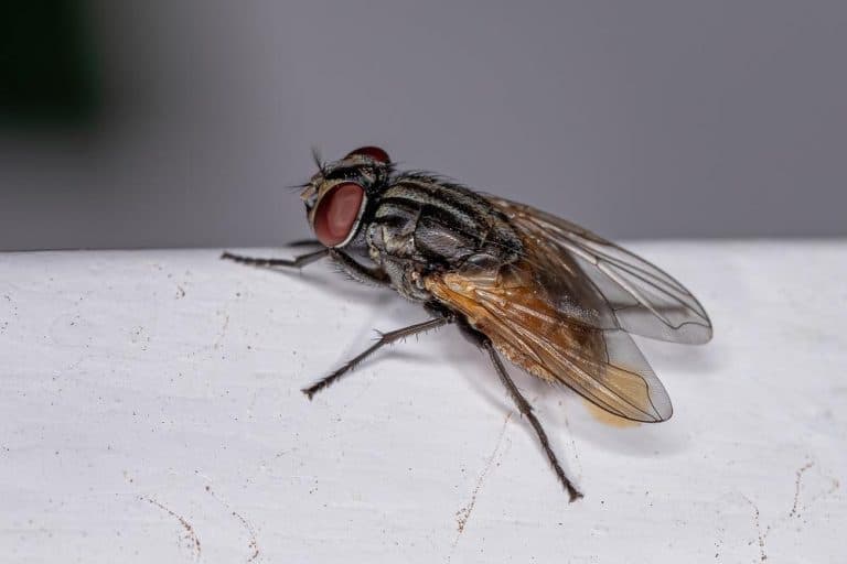Where Do Flies Go During Rain? | BeatPests