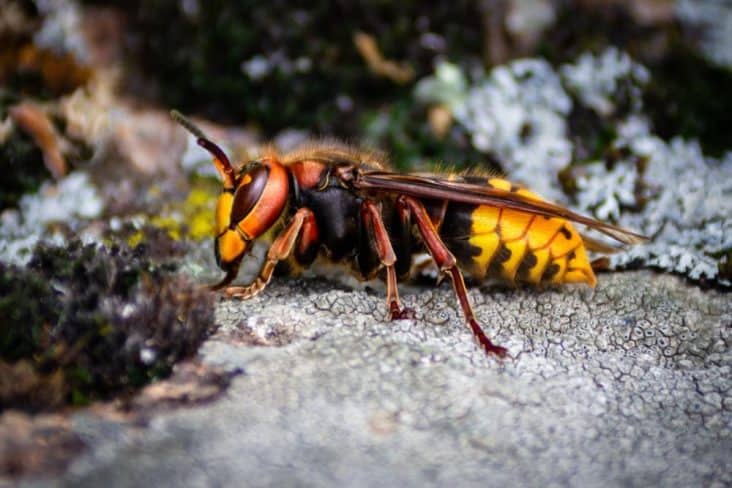How To Get a Hornet Out of Your House | BeatPests