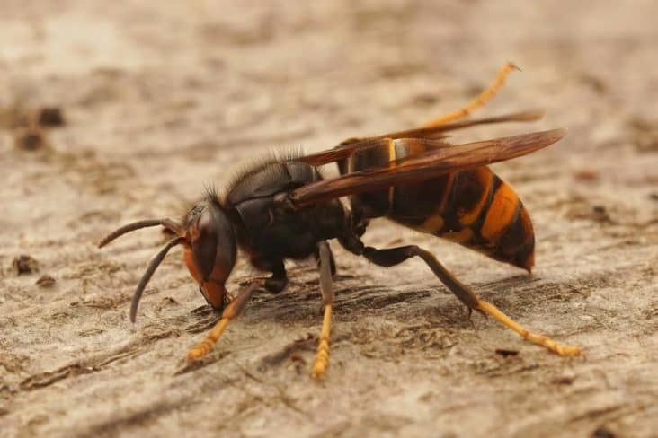 How To Repel Yellow Jackets Naturally | BeatPests