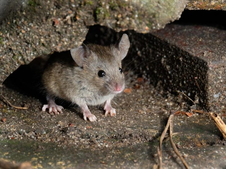 How To Keep Mice Out of Garbage Cans | BeatPests