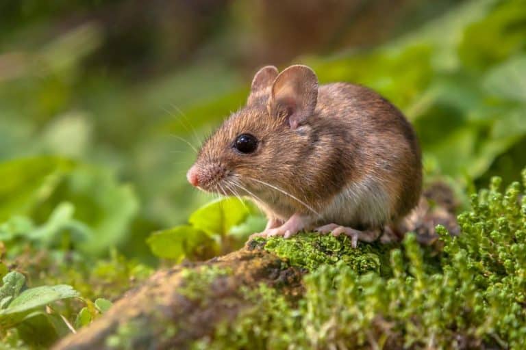 How To Clean Dishes that Had Mouse Droppings | BeatPests