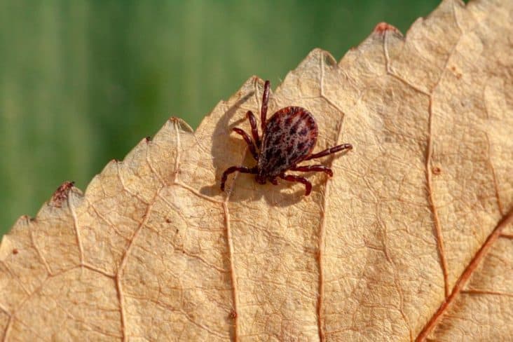 Does Frost Kill Chiggers? | BeatPests