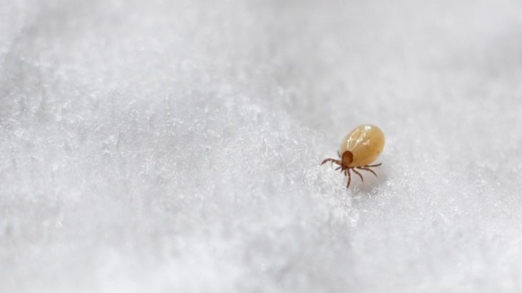 How To Get Roaches Out of a Computer | BeatPests