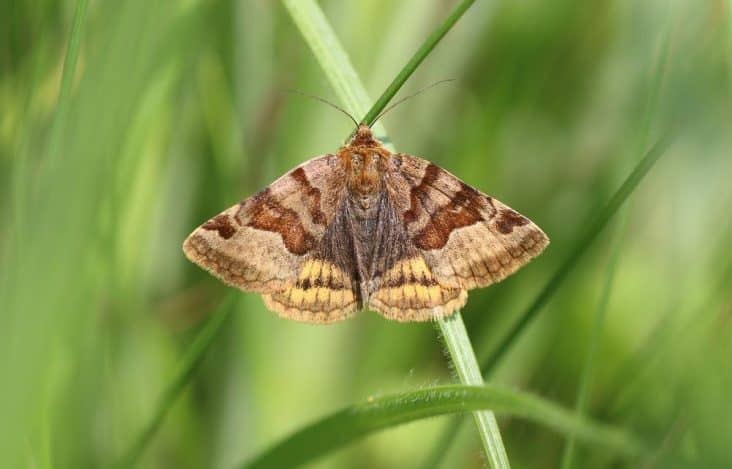 How To Keep Moths Away from a Porch Light | BeatPests