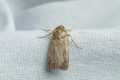 Does Freezing Kill Moth Eggs? | BeatPests