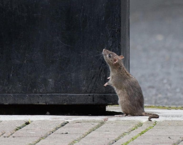 How To Deter Rats | BeatPests