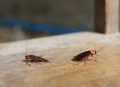 What Does Orkin Spray for Roaches? | BeatPests