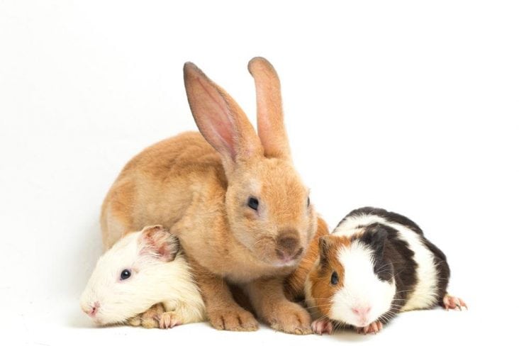 How To Scare Rats Away with Noise | BeatPests