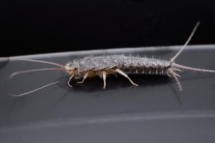 How Do Silverfish Get in Your House? | BeatPests