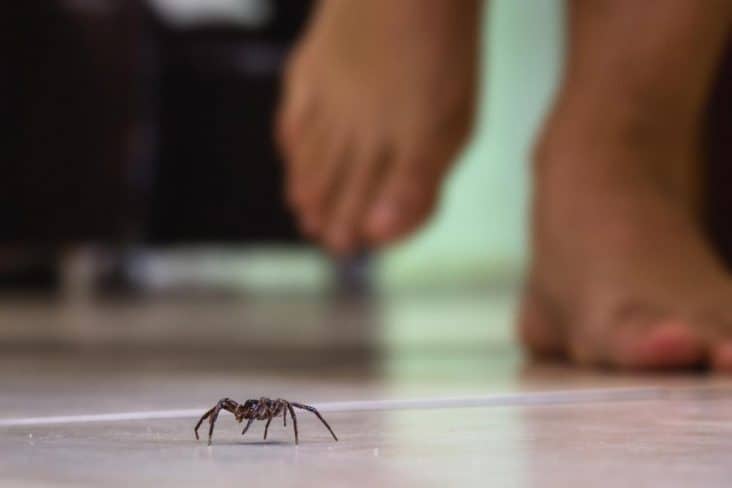 What Does a UK Spider Bite Look Like? | BeatPests
