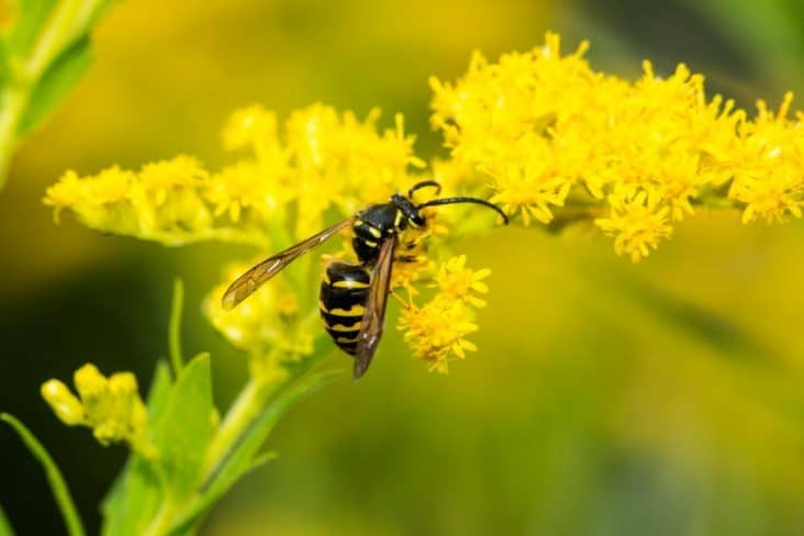 How Do Ensign Wasps Get in Your House? | BeatPests