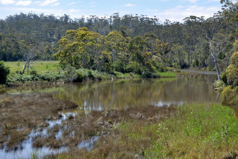 What Smells Like Skunk But Isn't Skunk? | BeatPests